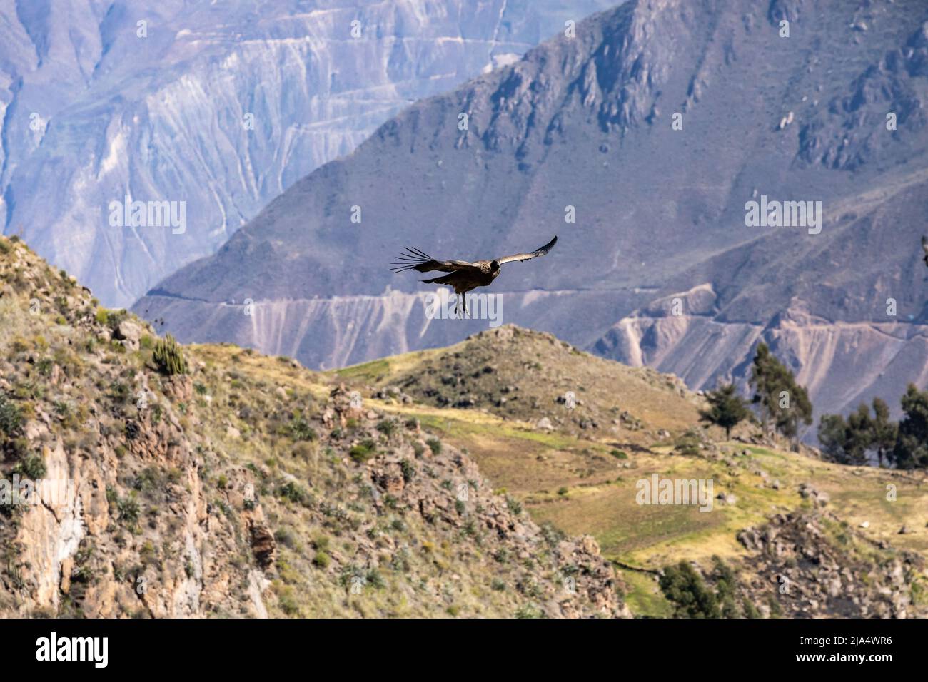 Andean condor (Vultur gryphus), one of the largest flying birds in the ...