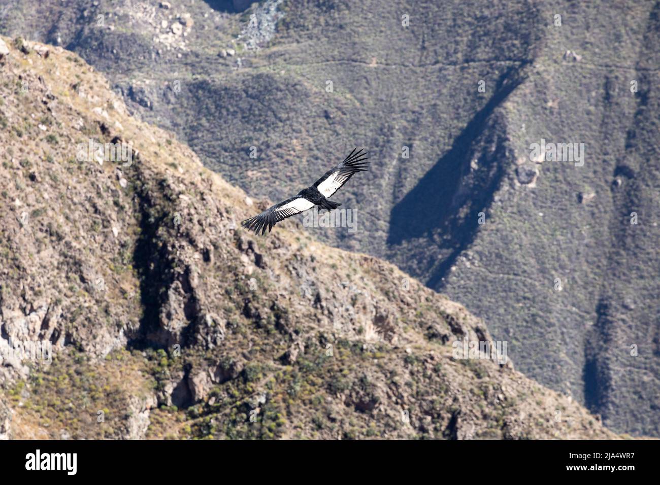Andean condor (Vultur gryphus), one of the largest flying birds in the ...