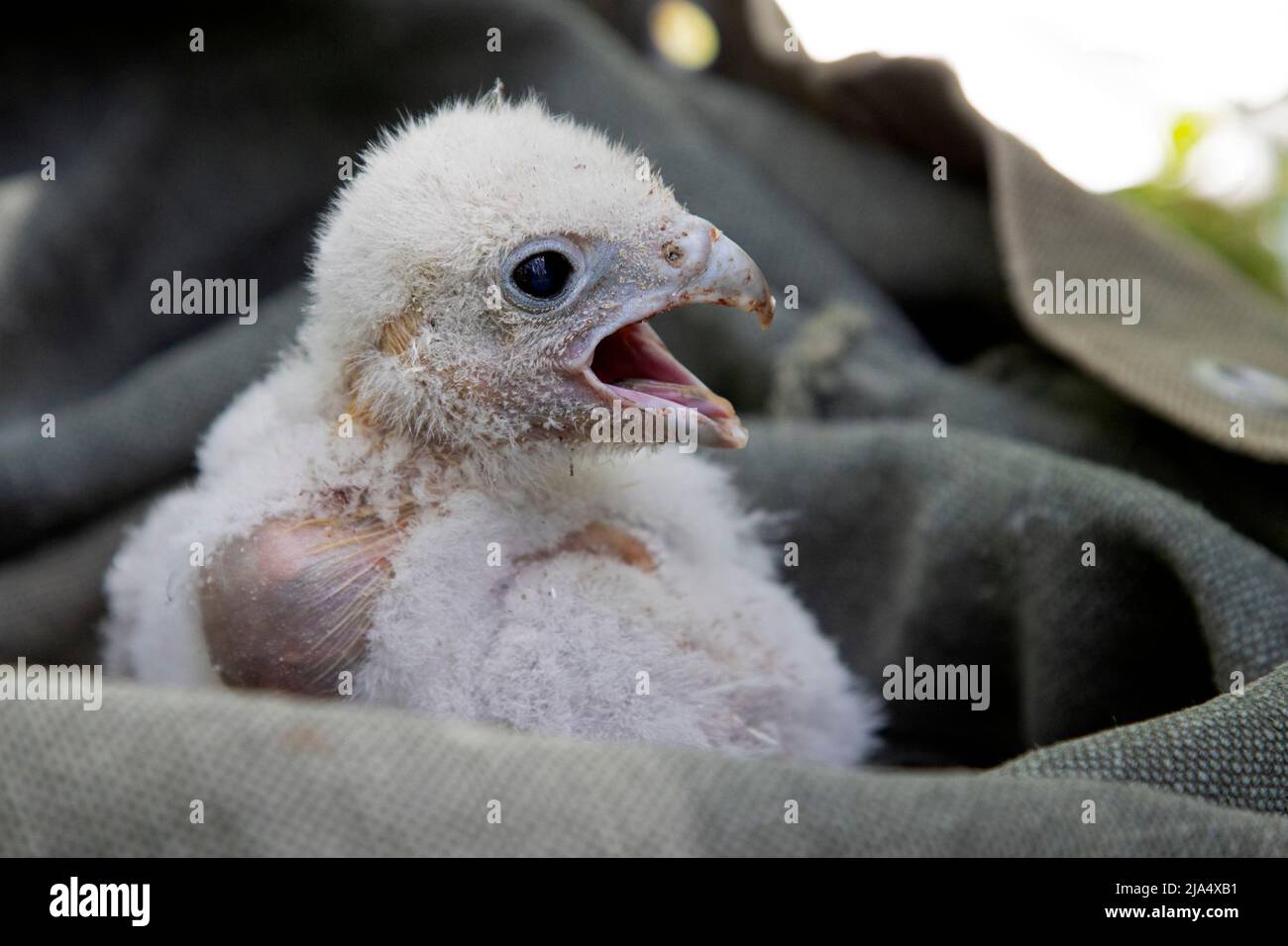 A Peregrine Falcon (Falco Peregrinus) juvenile bird getting bird banded ...