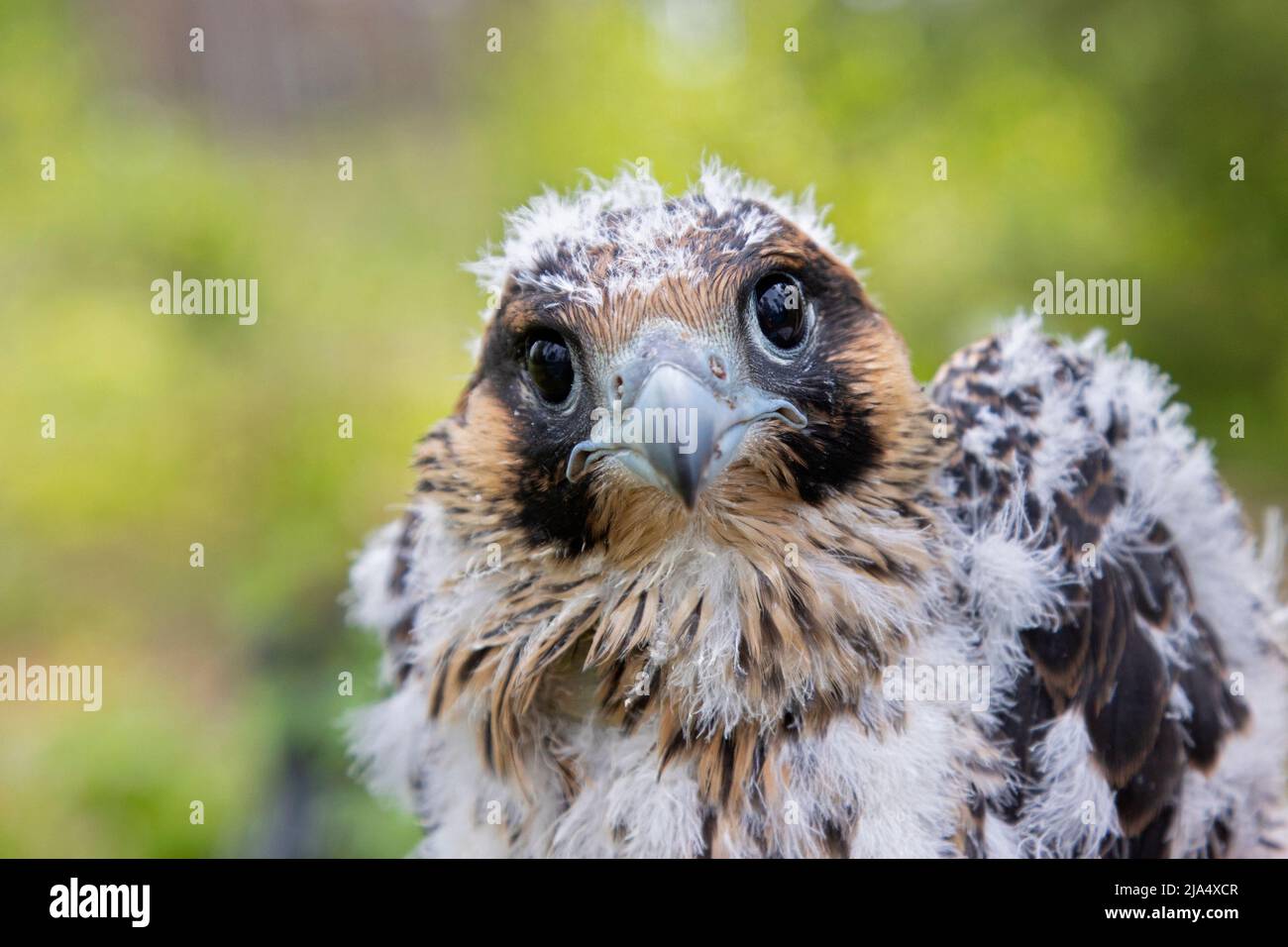 A Peregrine Falcon (Falco Peregrinus) juvenile bird getting bird banded ...