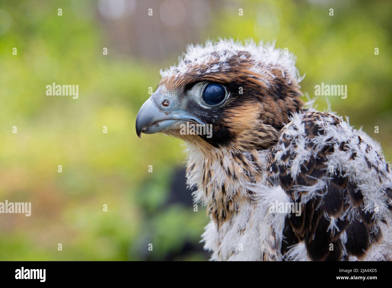 A Peregrine Falcon (Falco Peregrinus) juvenile bird getting bird banded ...