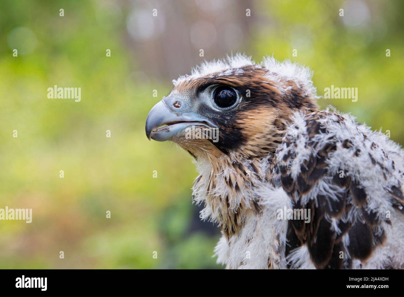 A Peregrine Falcon (Falco Peregrinus) juvenile bird getting bird banded ...