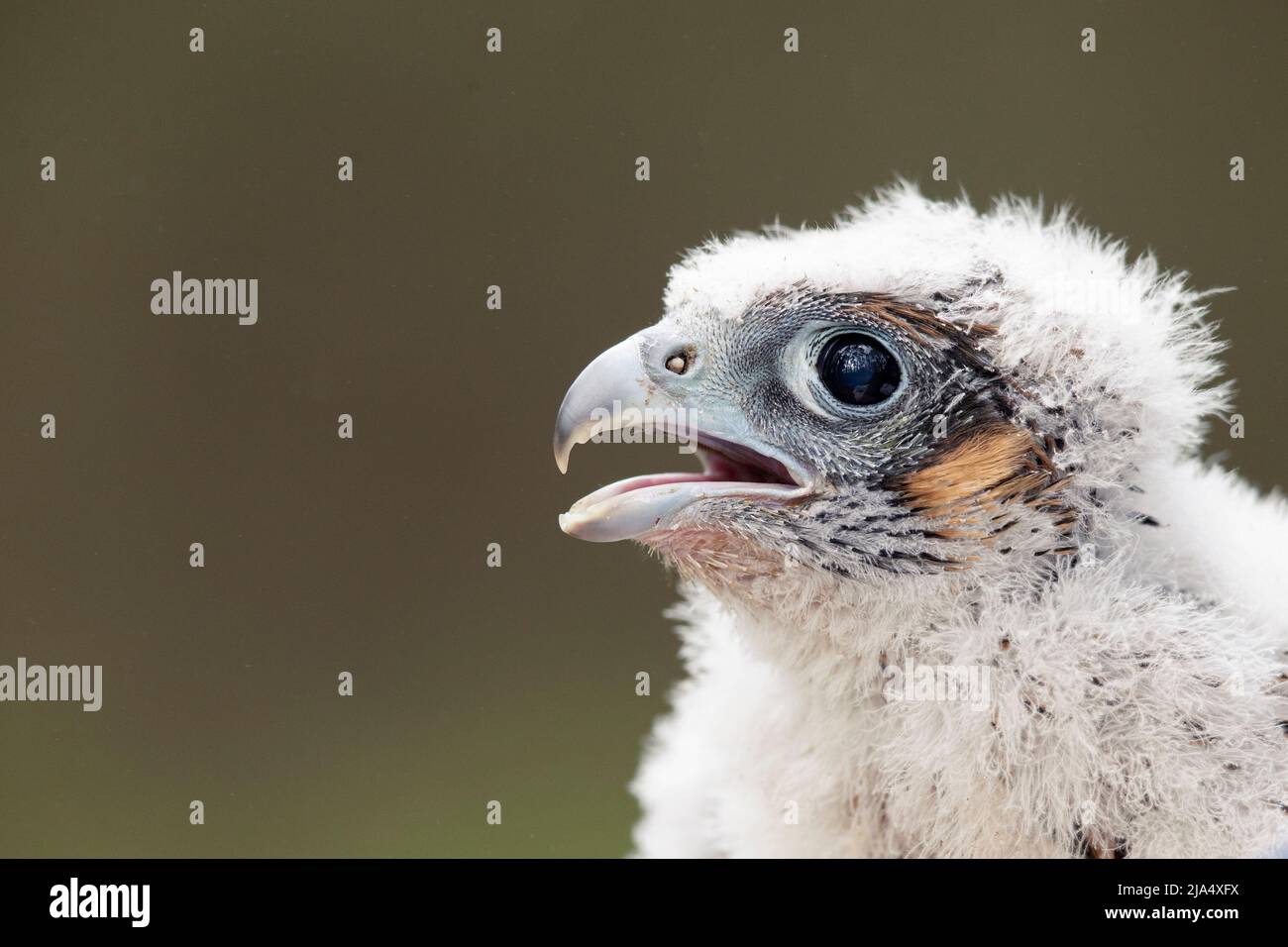 A Peregrine Falcon (Falco Peregrinus) juvenile bird getting bird banded ...