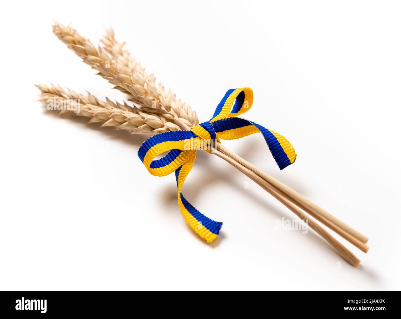 Bundle of wheat spikes with yellow and blue ribbon in colors of ...