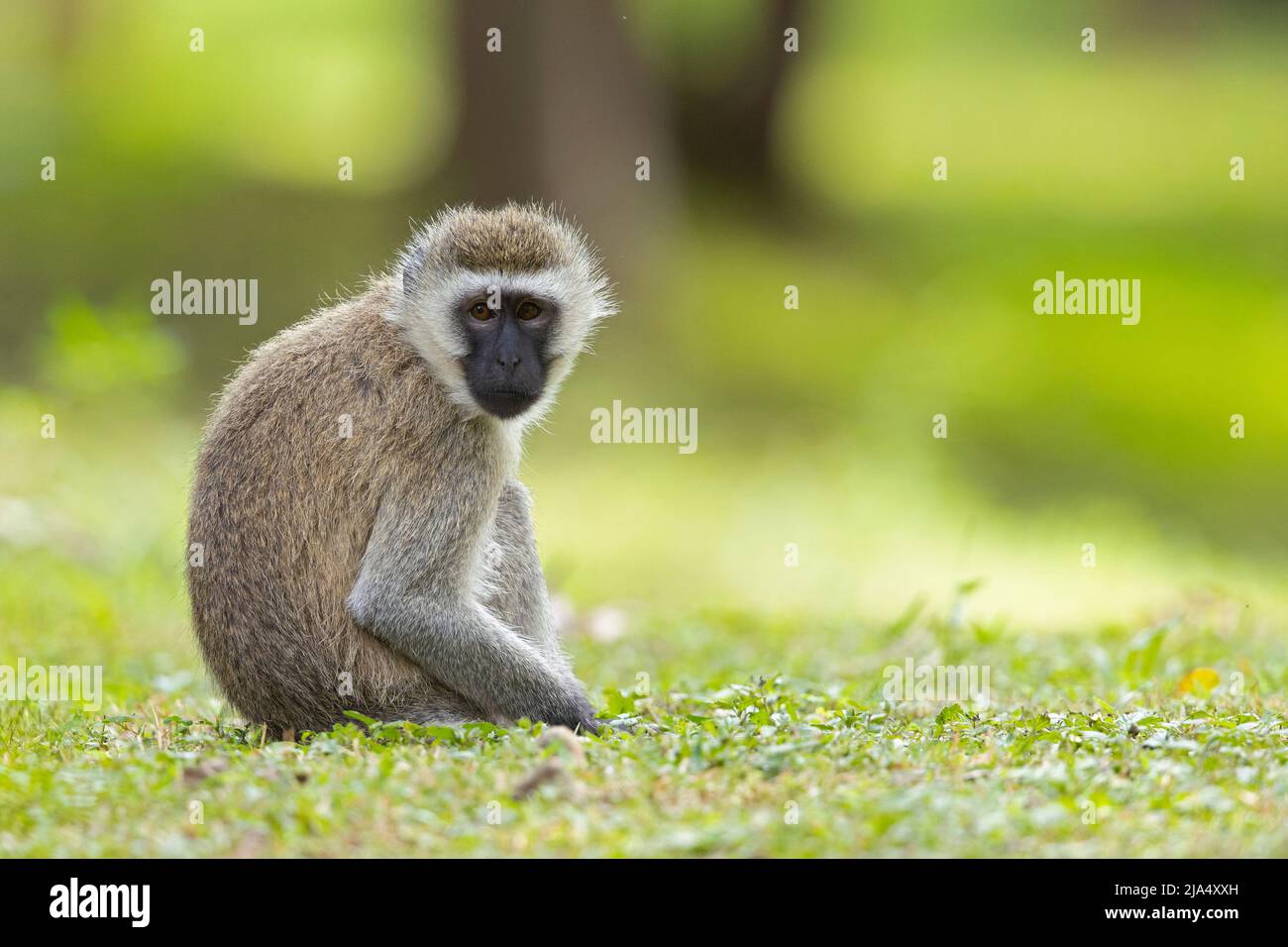 Monkeys relaxing forest animal wildlife hi-res stock photography and ...