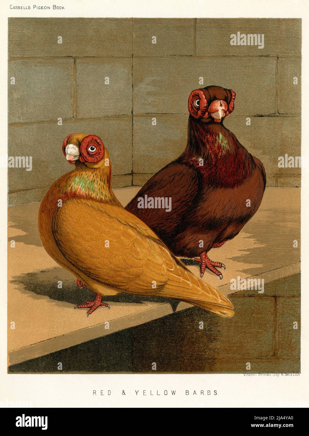 English barb pigeons hi-res stock photography and images - Alamy