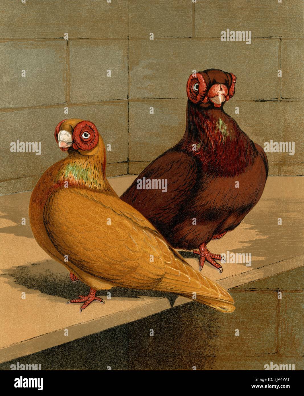 Red and Yellow English Barb or Barbary Pigeons with their eyes ...