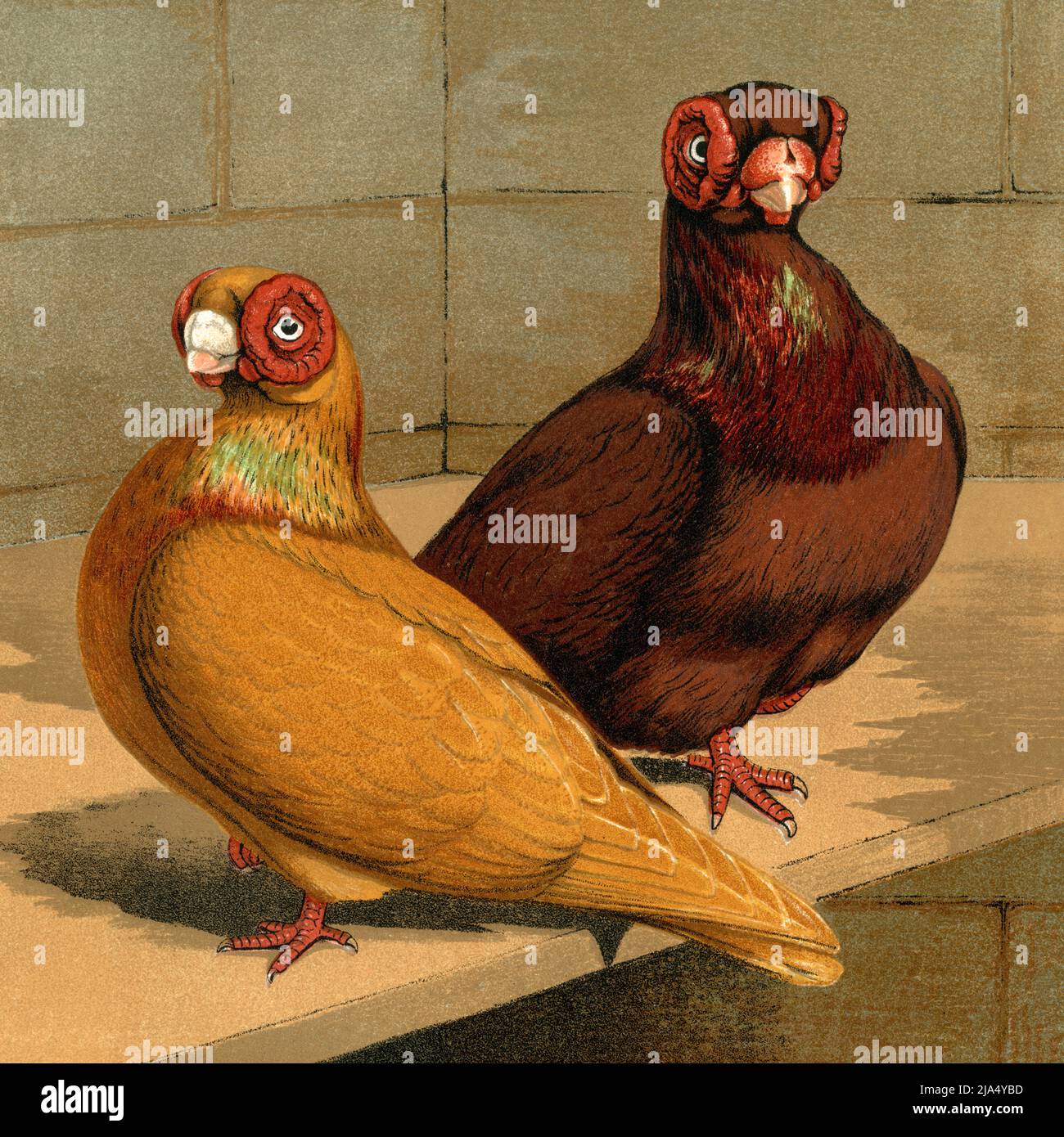 English barb pigeons hi-res stock photography and images - Alamy