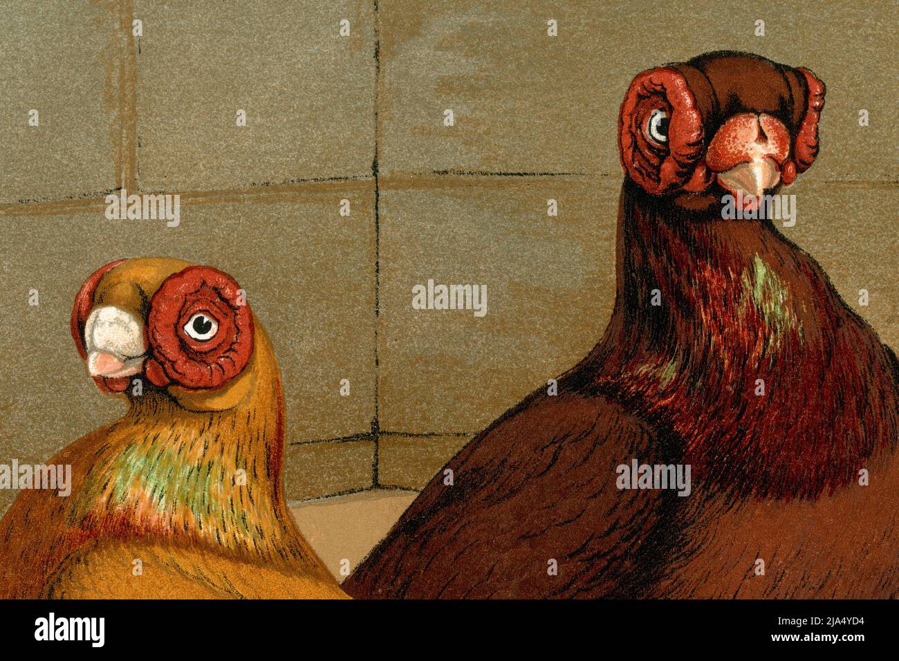 Faces of Red and Yellow English Barb or Barbary Pigeons with their eyes ...