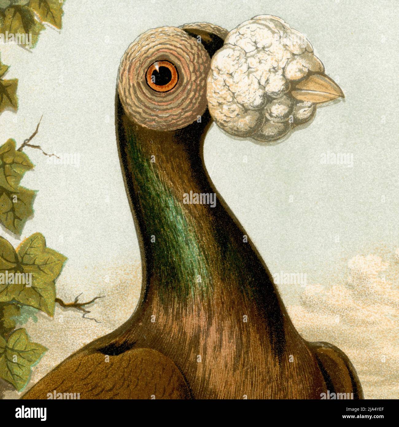 Face of a Dun Carrier Cock pigeon with a big walnut-shaped beak cere or ...