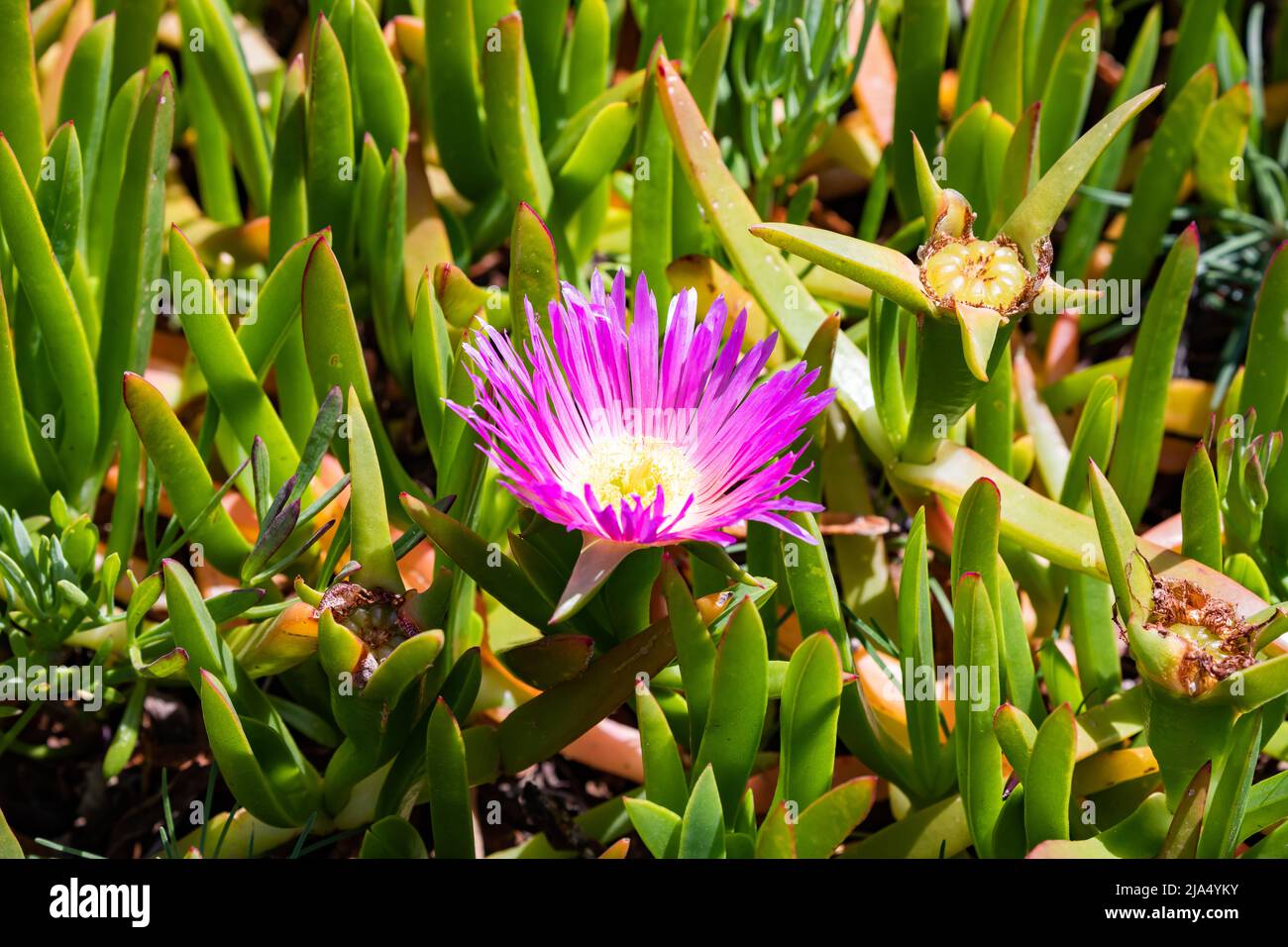 Pink Ice Plant succulent in Cornwall Stock Photo - Alamy