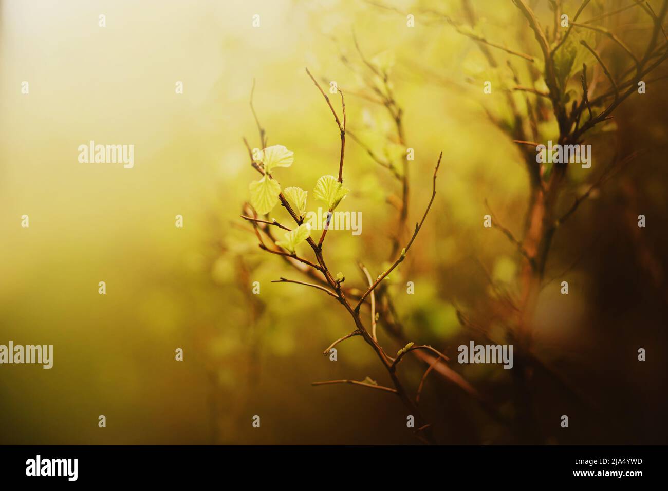 Young green leaves grow on thin curved branches of bushes in the summer ...