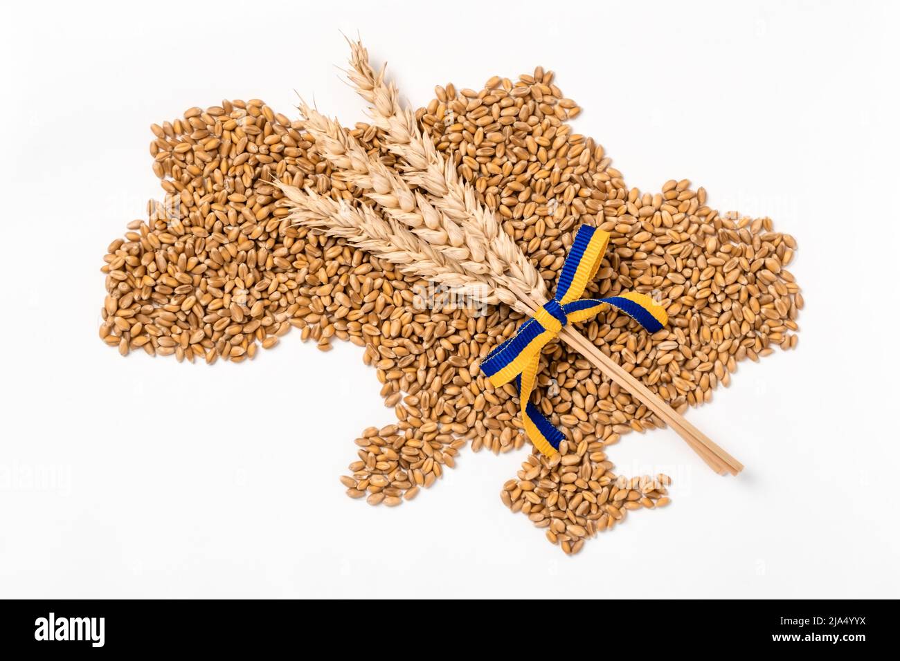 Map of Ukraine made of wheat kernels, wheat spikes and ribbon in colors ...