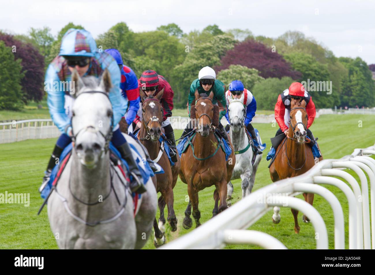 Jockeys and their horses race down the far straight at York Racecourse ...