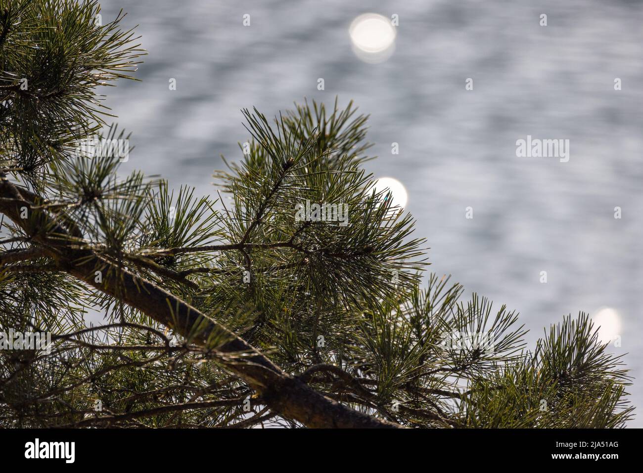 Spruce and fir needles with a drop of water. Christmas tree plantation ...