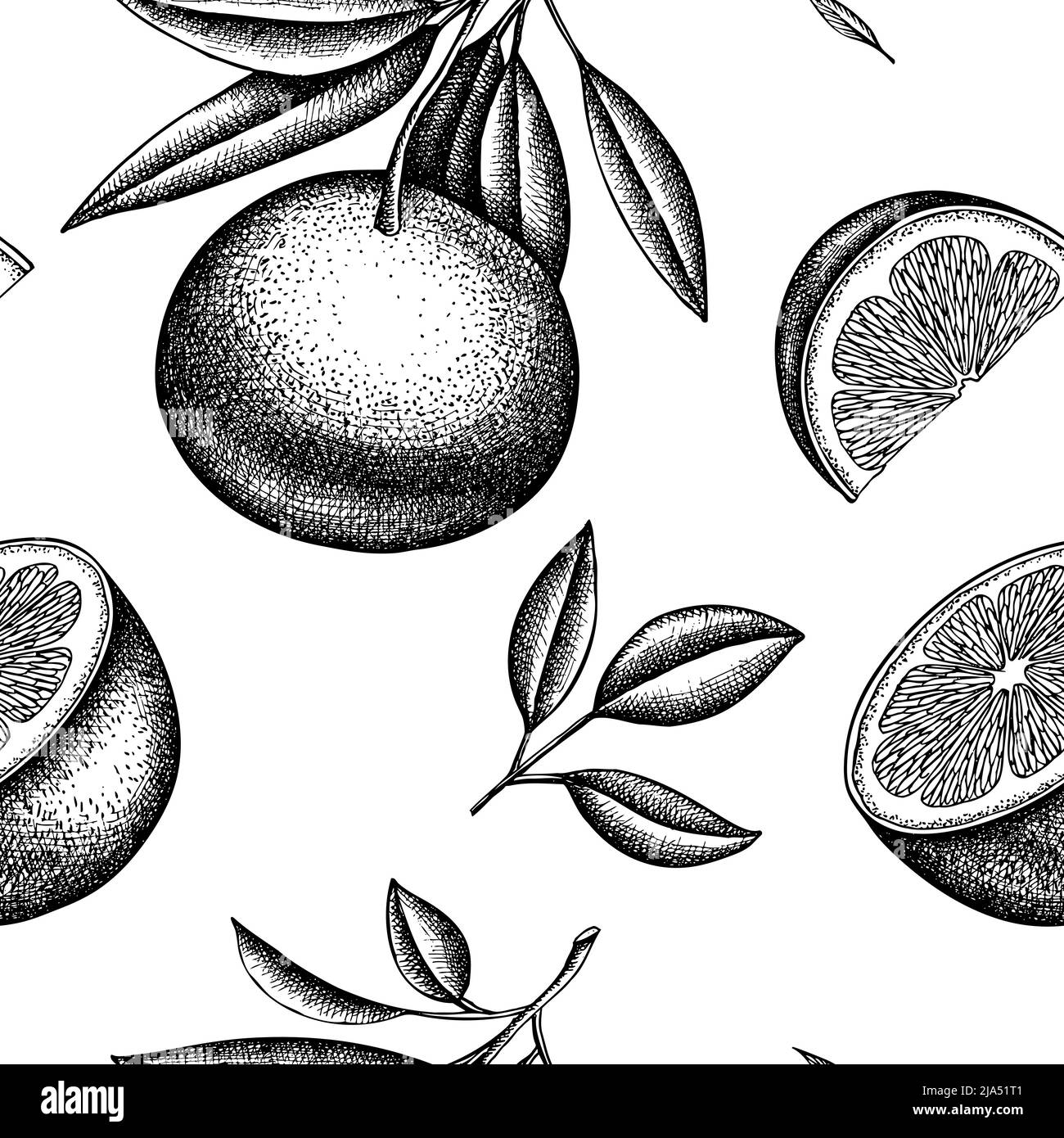Citrus seamless pattern background design. Engraved style. Hand drawn grapefruit Stock Vector ...