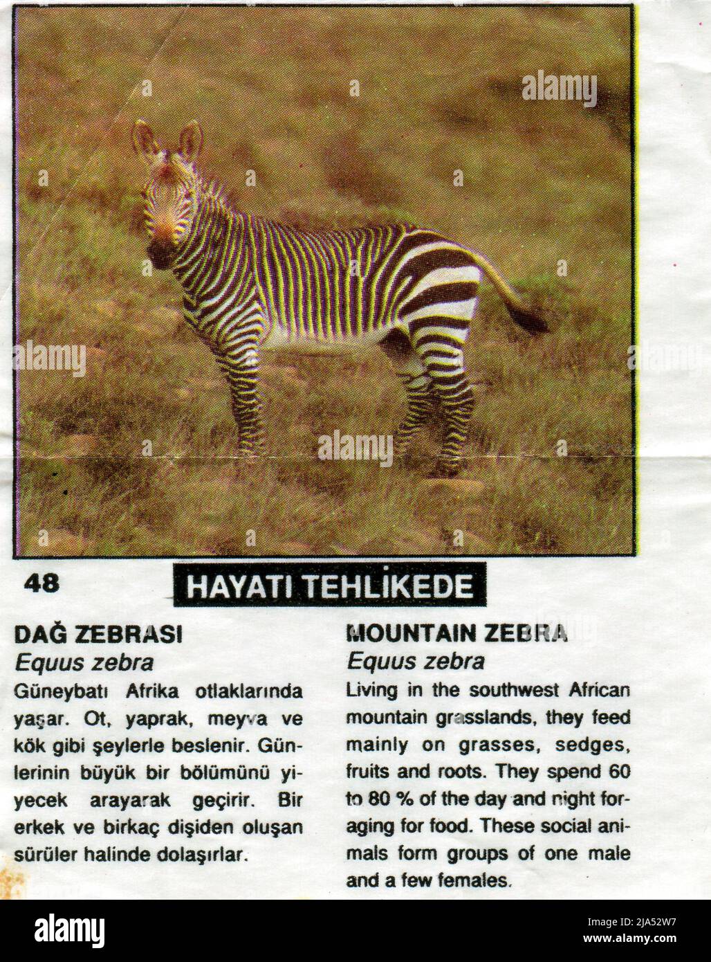 Zebra chewing hi-res stock photography and images - Alamy