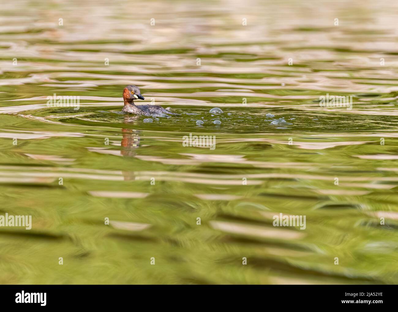 A female Little Grebe enjoying swim in a lake Stock Photo - Alamy