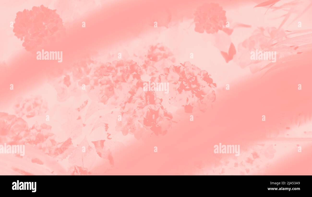 Coral pink salmon color abstract background with hydrangea or hortensia ...