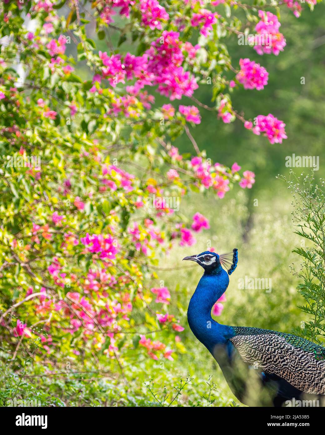 A Peacock in the garden a colorful background Stock Photo - Alamy