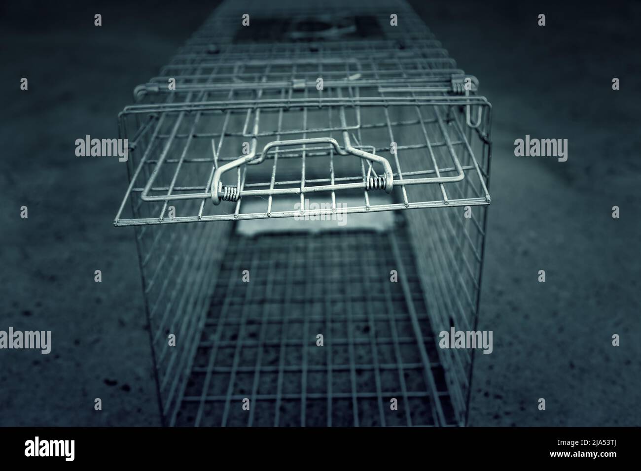 Detail of cage to capture cats, animal care and protection Stock Photo ...
