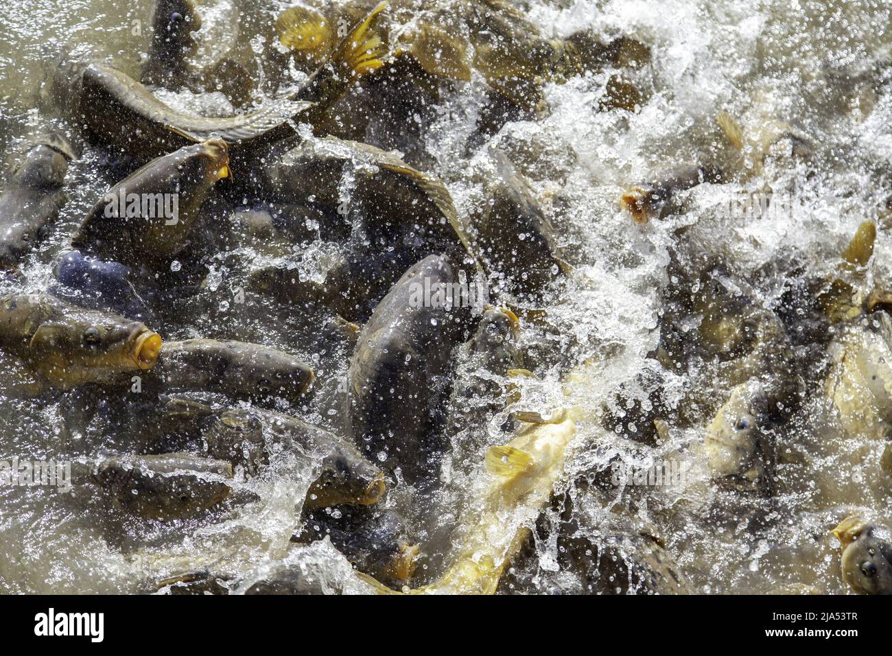 Detail of wild fish in a pond in nature Stock Photo - Alamy