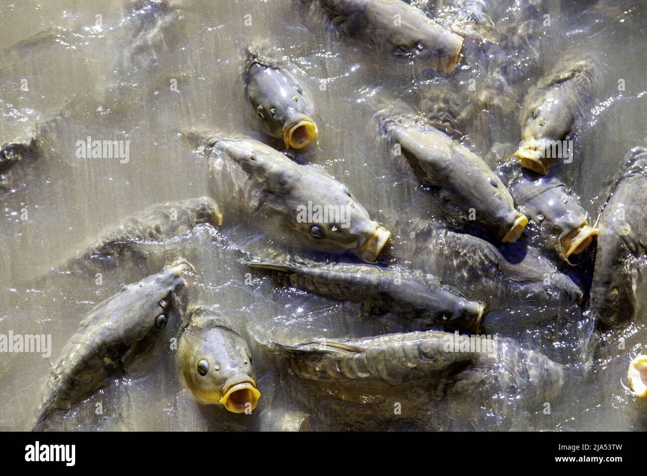 Detail of wild fish in a pond in nature Stock Photo - Alamy