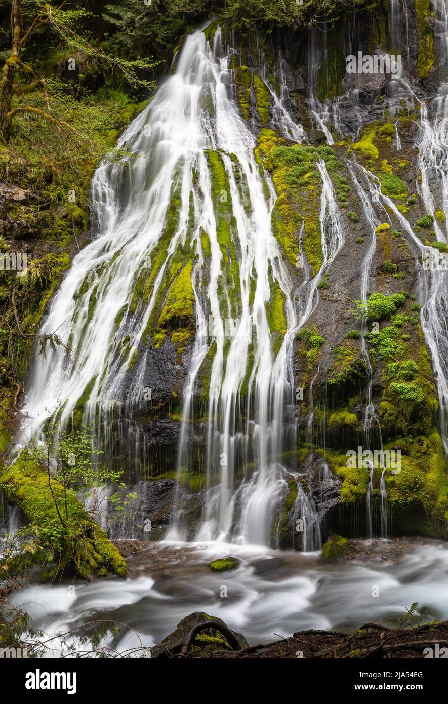 Panther creek falls, Carson Washington Stock Photo - Alamy