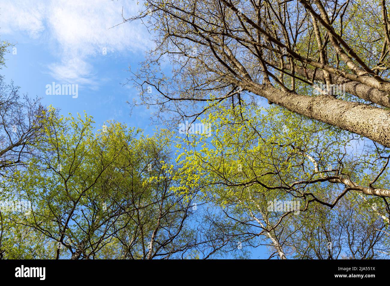 bottom view of the tree trunk and the blue clear sky. nature Stock ...