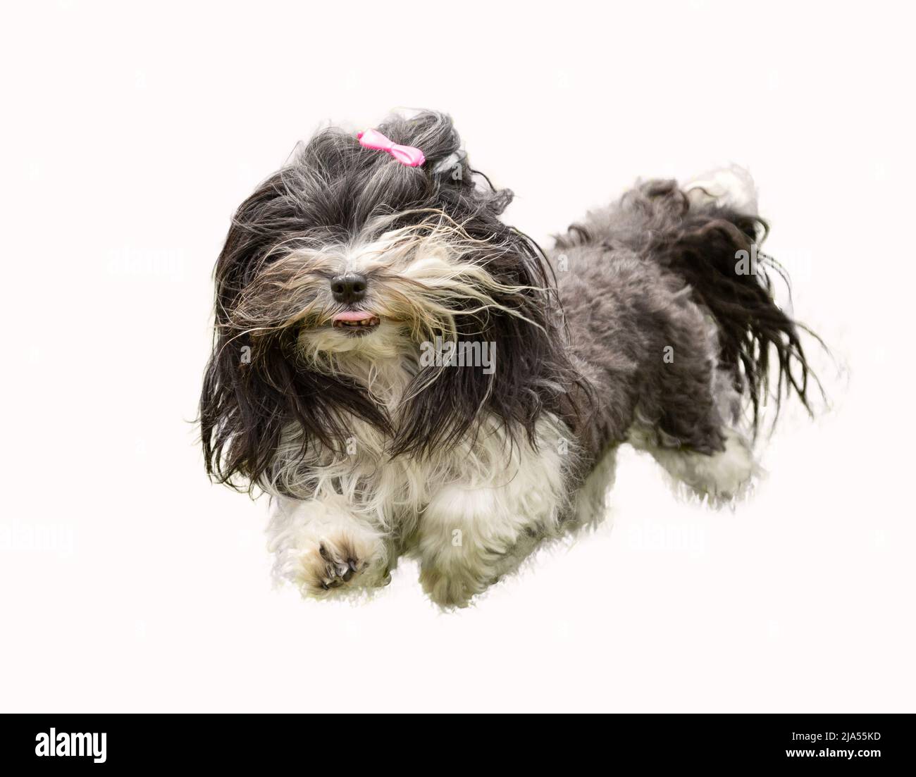 Havanese running against a white background Stock Photo - Alamy