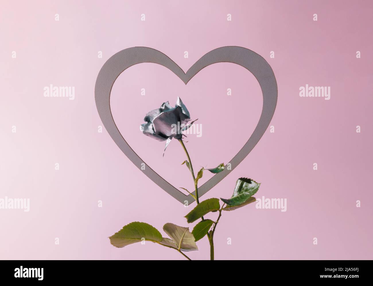 Red rose and leaves in vibrant bold purple color. Concept art. Minimal ...