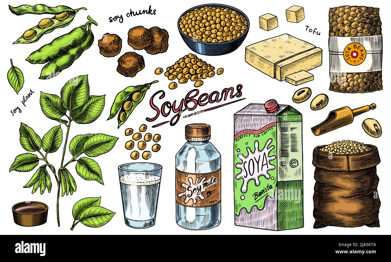 Soya beans. Milk and tofu. Soybean sketch. Pod on plant. Nuts and seeds ...