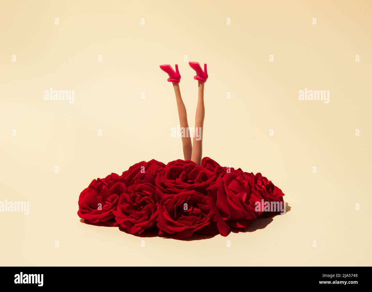 A woman's legs in pink shoes emerging from a pile of red roses. Minimal ...