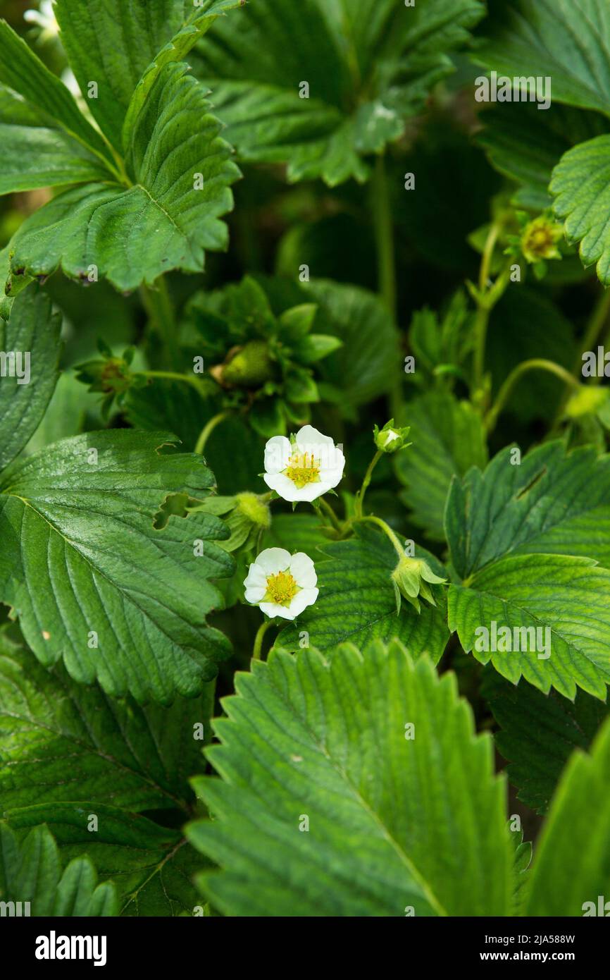 White strawberry flowers in the garden. Strawberry blossoms. Growing ...