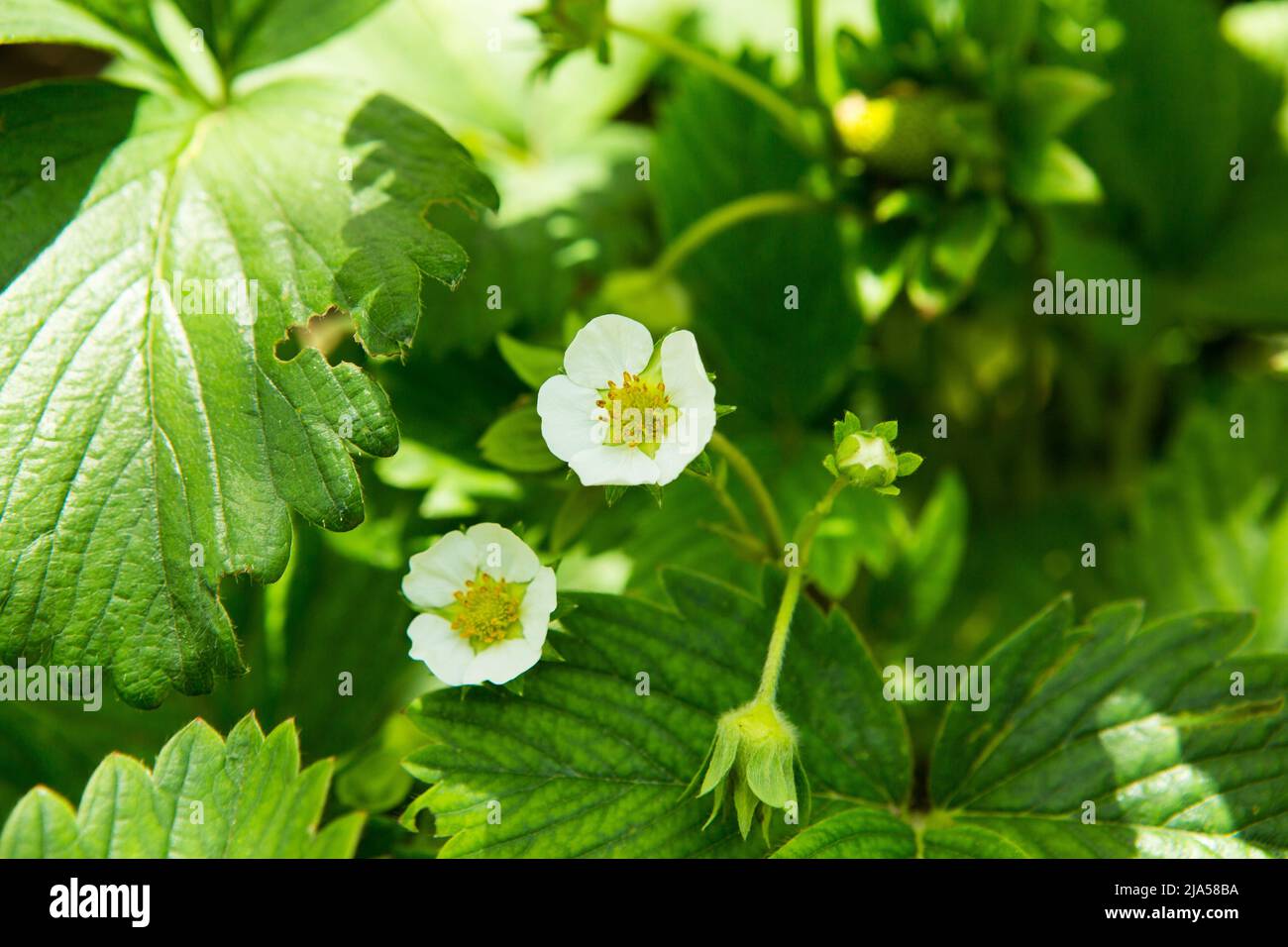 White strawberry flowers in the garden. Strawberry blossoms. Growing ...