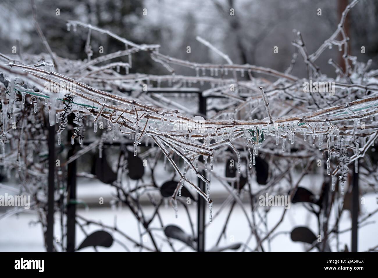 Green vines and snow hi-res stock photography and images - Alamy