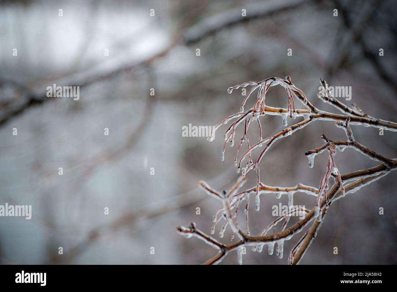 A branch covered in ice after a freezing rain storm Stock Photo - Alamy