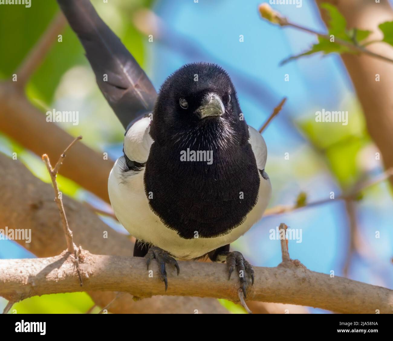 Magpie (Pica pica) perched on the branch of a mulberry tree looking ...