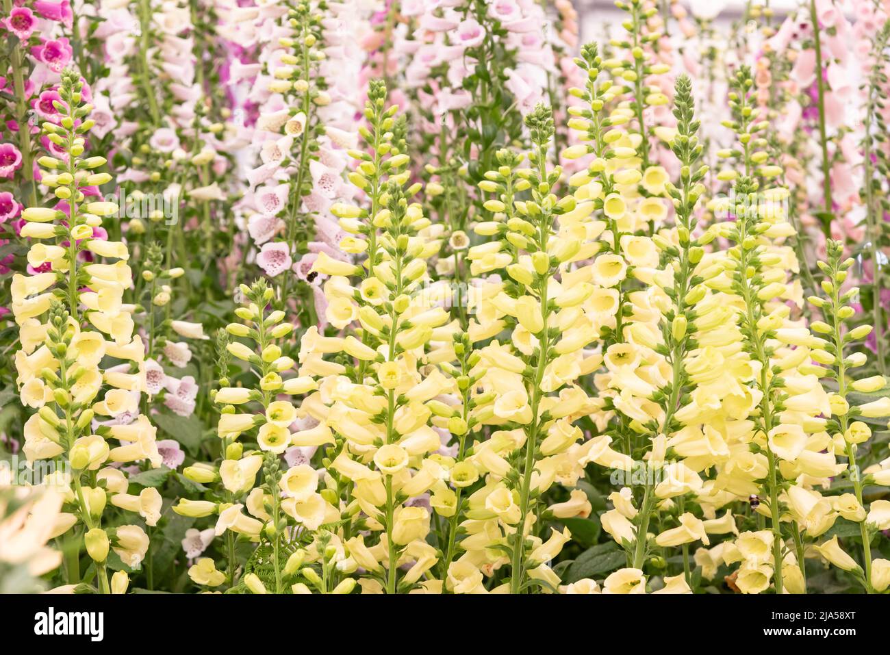 Digitalis purpurea 'Lemoncello' Stock Photo - Alamy