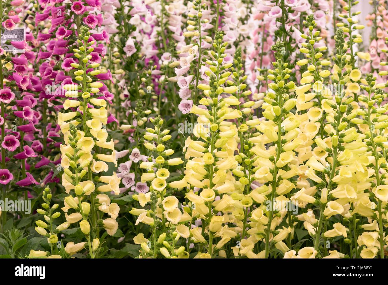 Digitalis purpurea 'Lemoncello' Stock Photo - Alamy