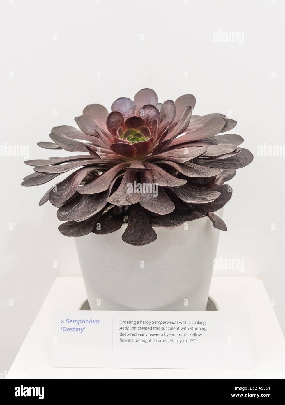 Semponium ‘destiny’ hi-res stock photography and images - Alamy
