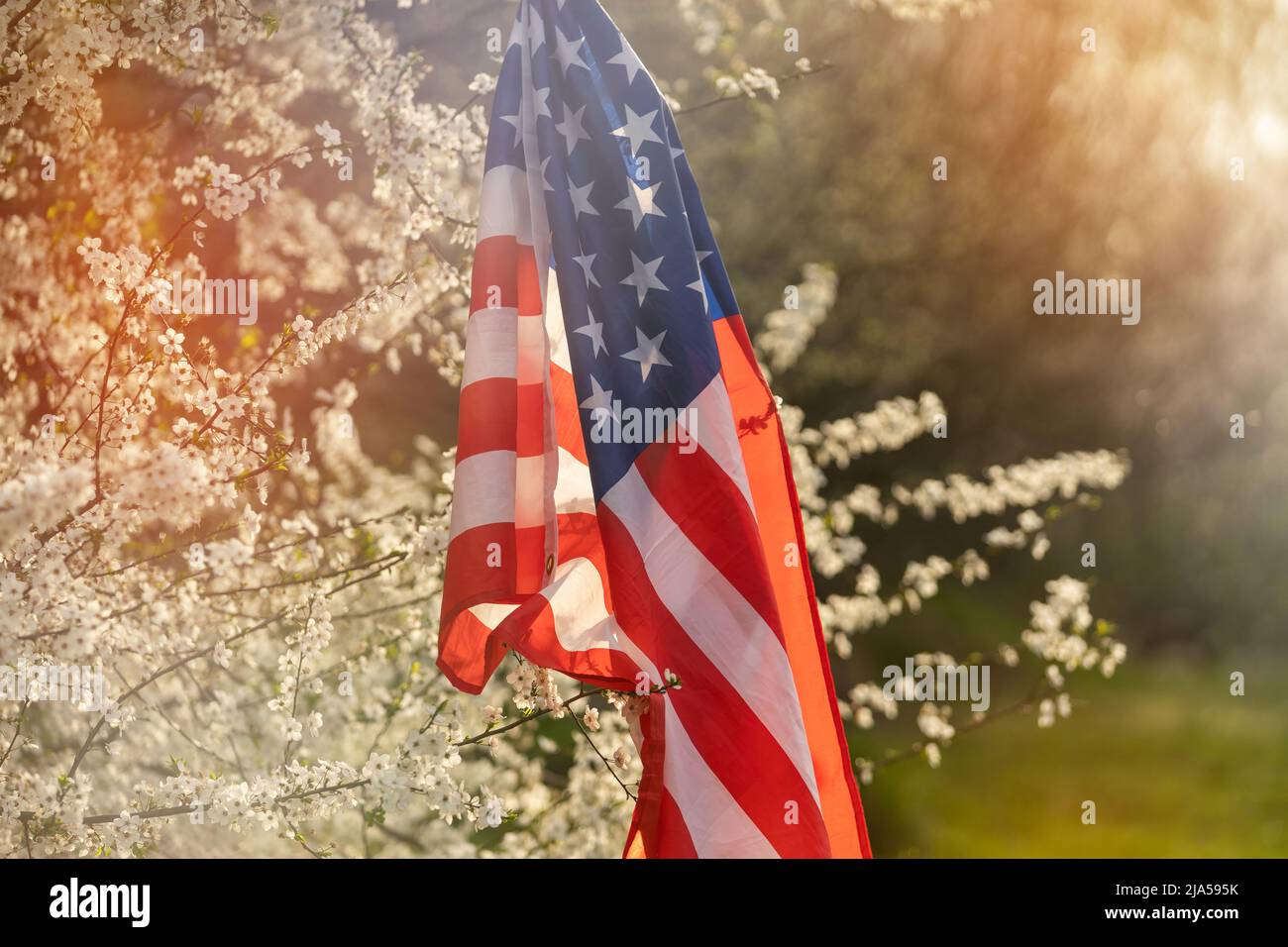 White flowers on the tree, spring blossom. USA flag Stock Photo - Alamy