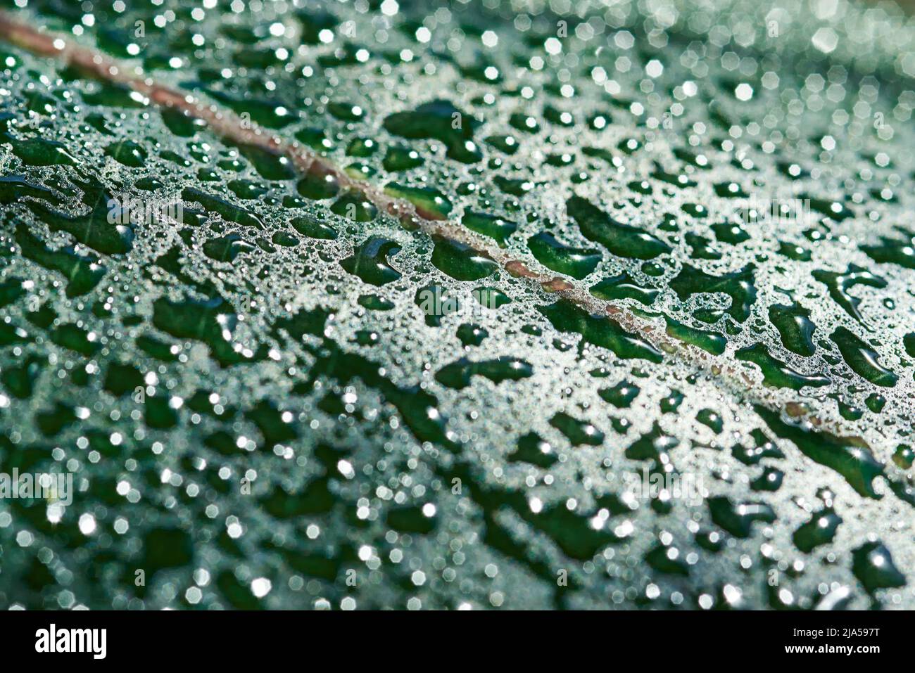 Green leaf in water drops, natural texture, macro photo Stock Photo - Alamy