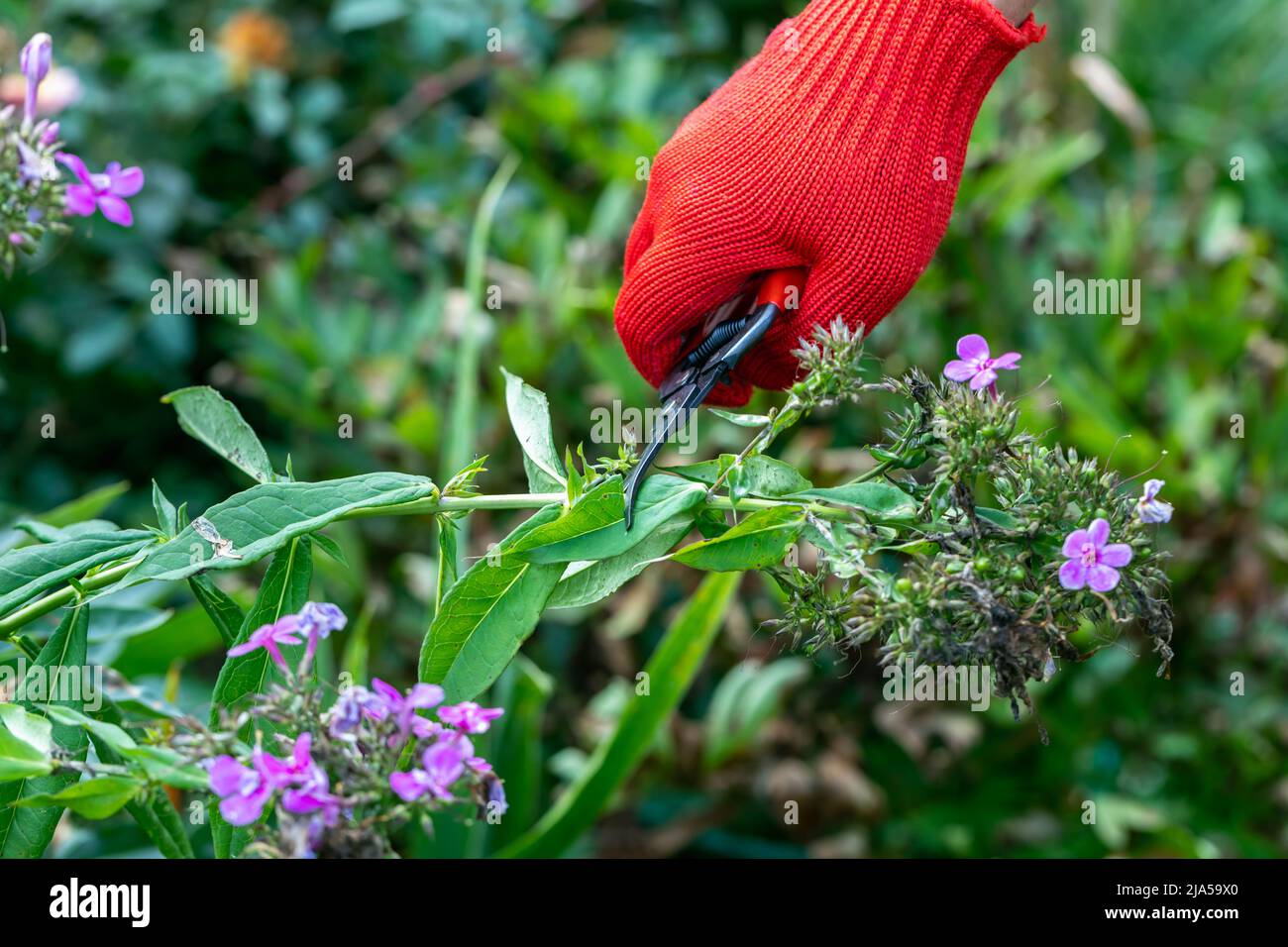 gardener in red gloves makes pruning with pruning shears faded phlox ...