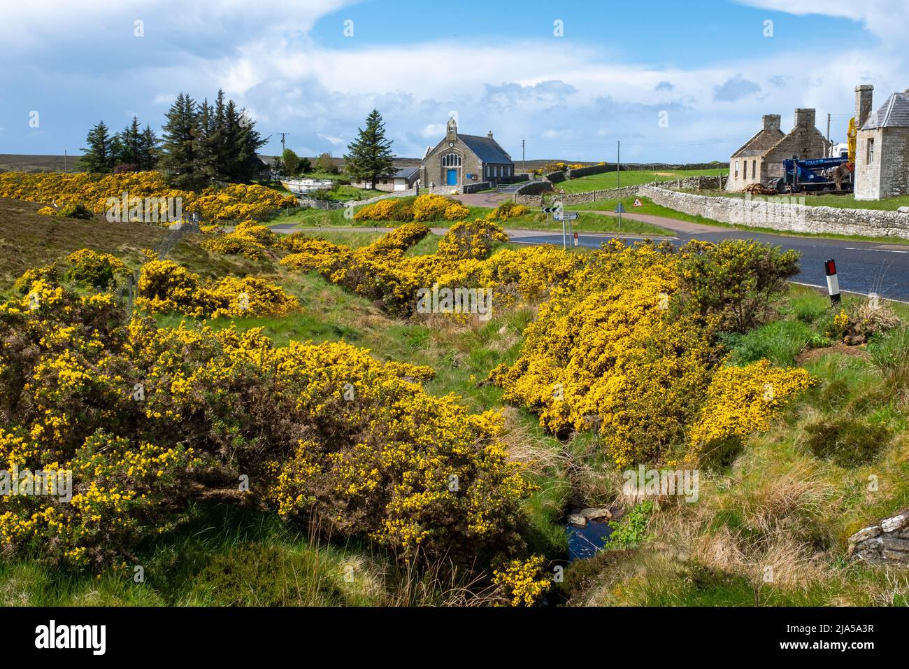 Gorse in full bloom near Strathy Church, Strathy village, Sutherland ...