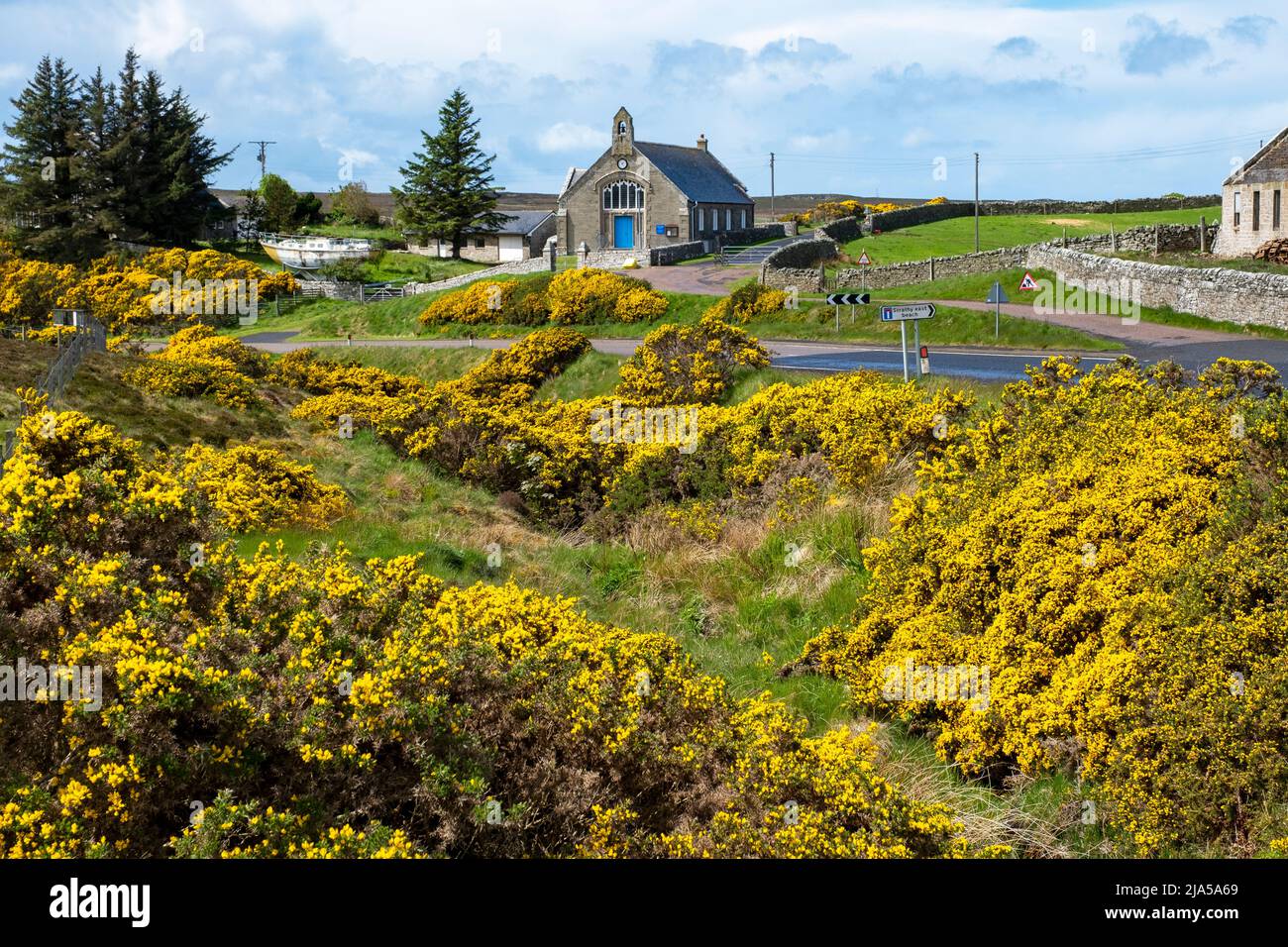 Gorse in full bloom near Strathy Church, Strathy village, Sutherland ...