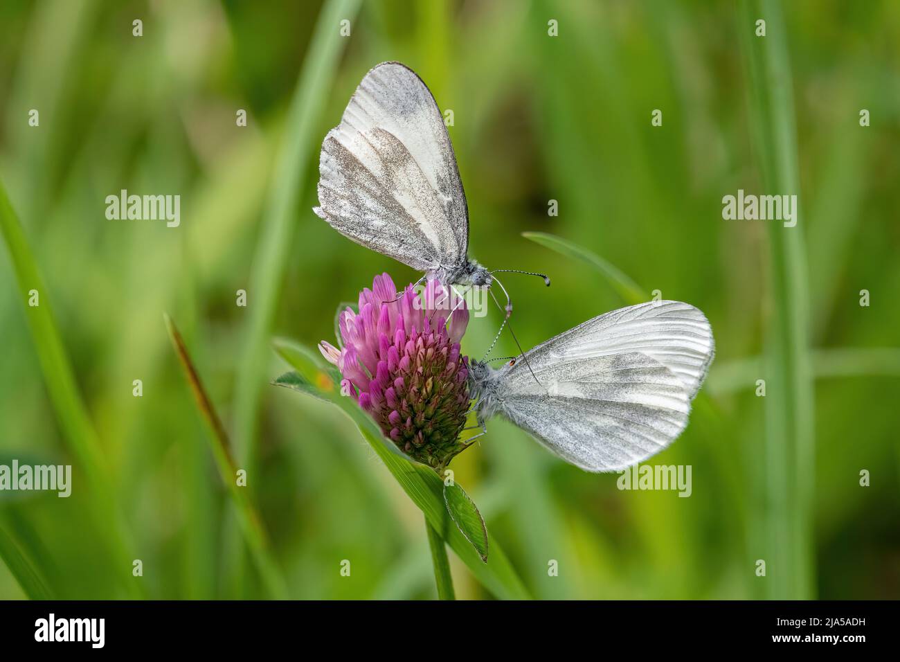 White butterflies hi-res stock photography and images - Alamy