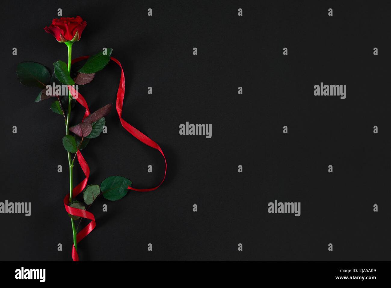 One dark red rose with red ribbon on black background. Romantic Stock ...