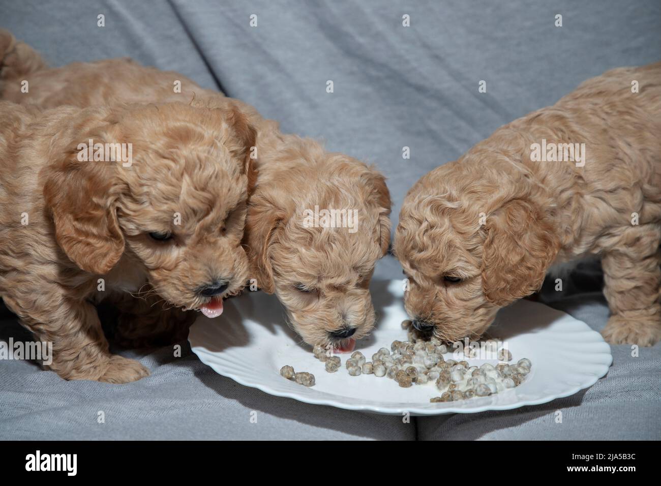 Five-week-old Poochon (Poodle & Bichon mix) puppies eating from a plate ...