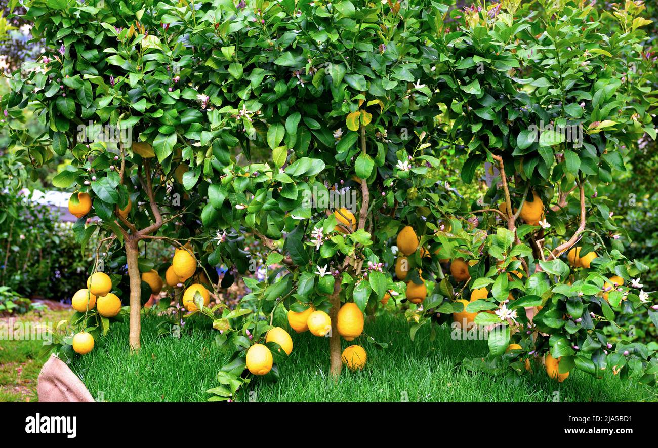 euroflora nervi parks, flower garden genoa italy Stock Photo - Alamy